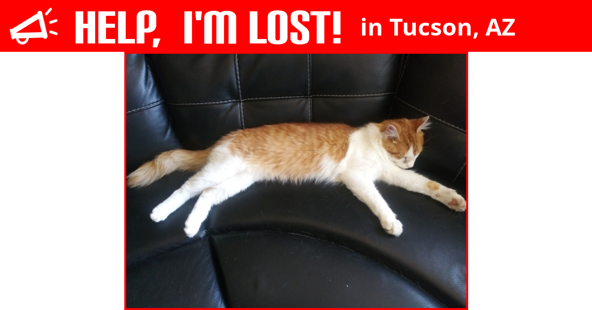 Lost Cat (Tucson, Arizona) - Teetees
