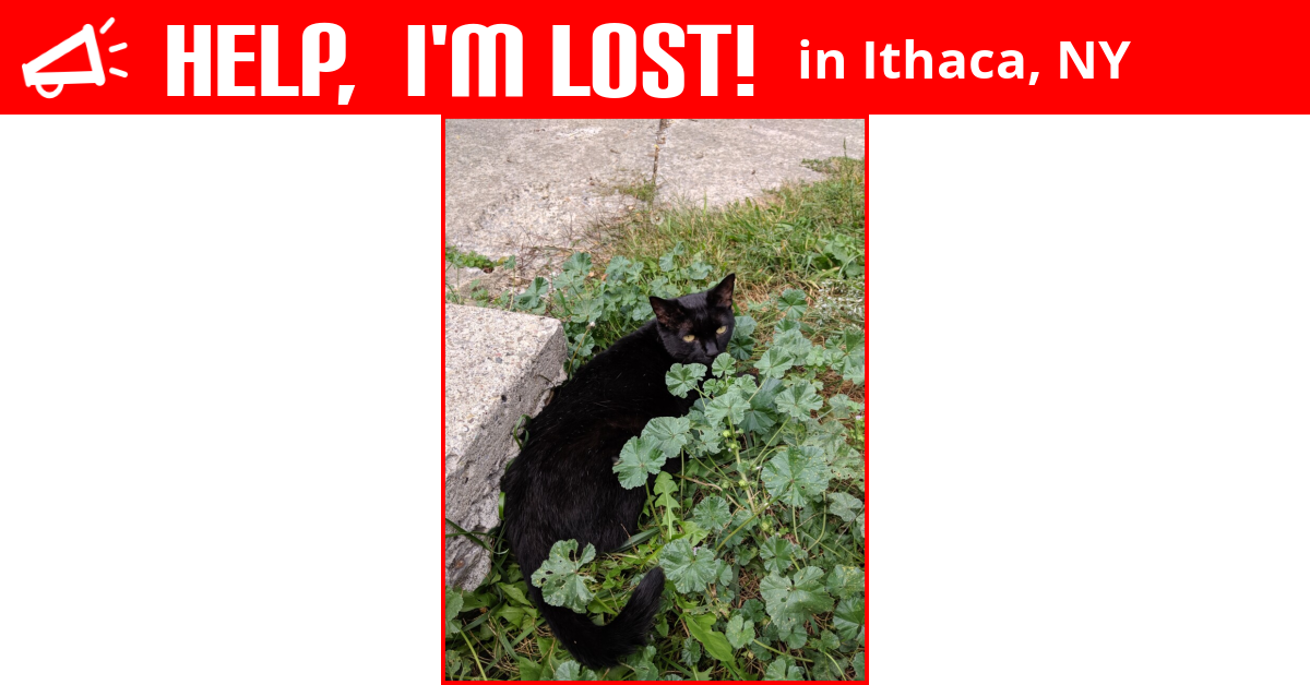 Lost Cat (Ithaca, New York) - Bubba