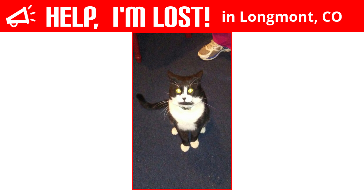 Lost Cat (Longmont, Colorado) - Tweeker