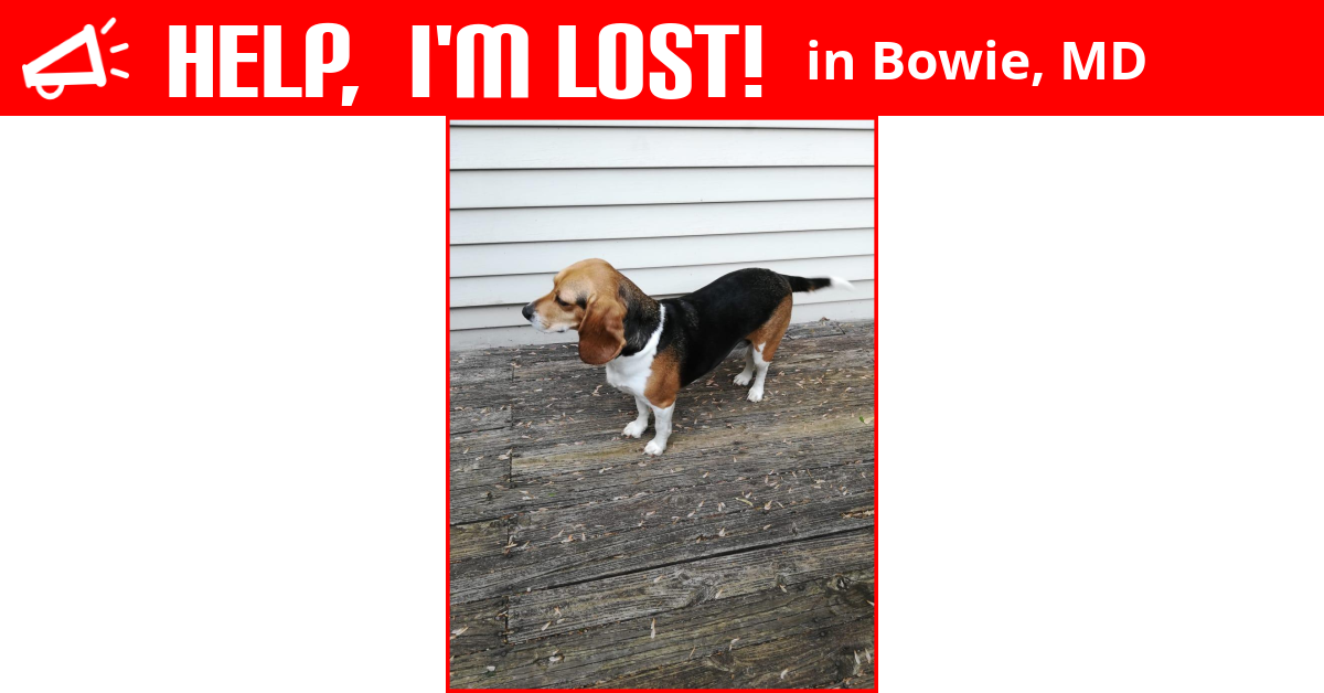Lost Dog (Bowie, Maryland) - Cassie Marie