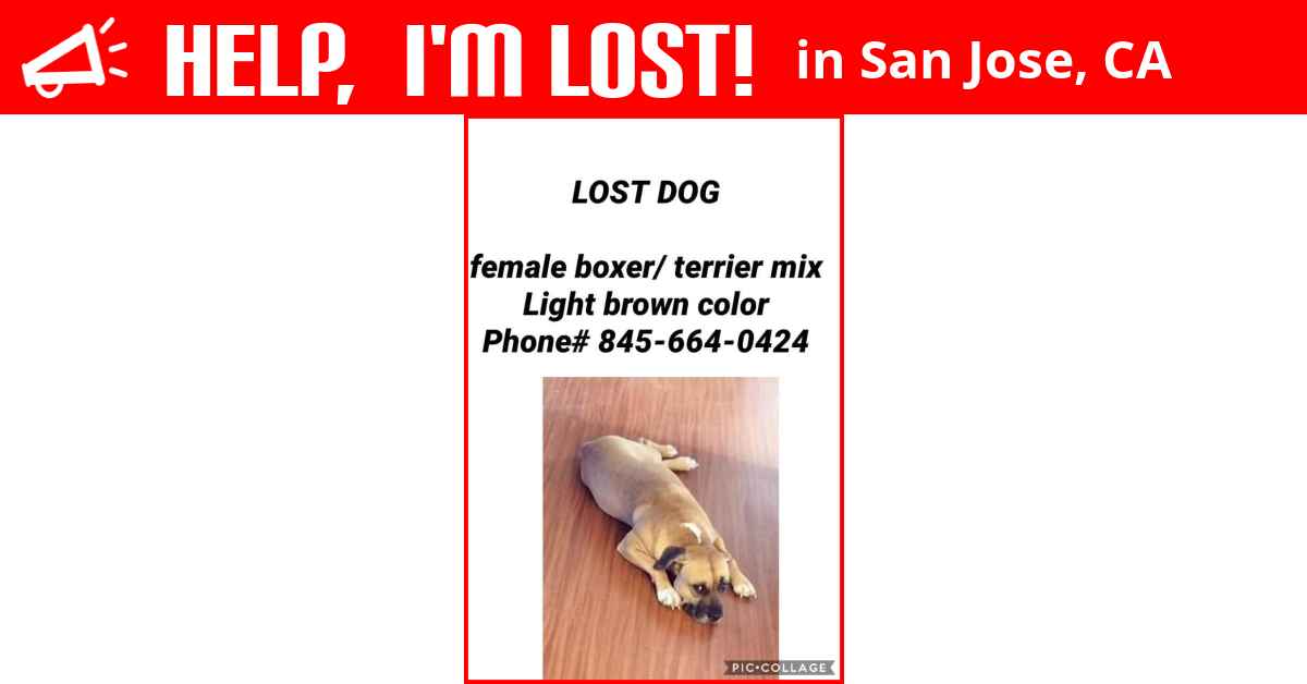 Lost Dog (San Jose, California) - Reece