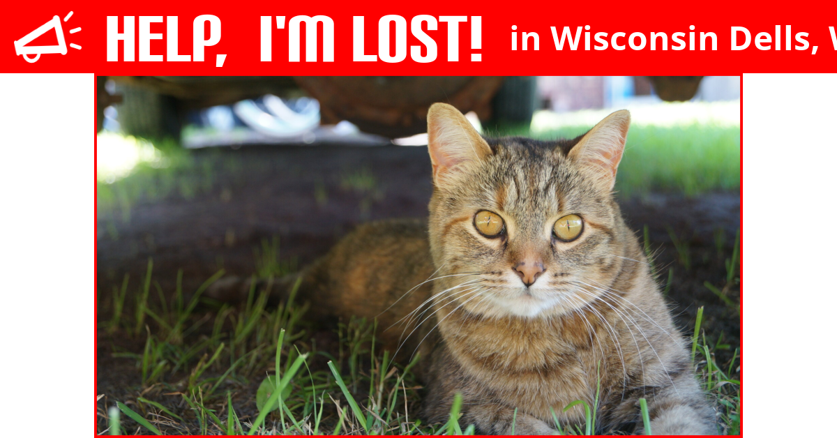 Lost Cat (Wisconsin Dells, Wisconsin) - Birdie