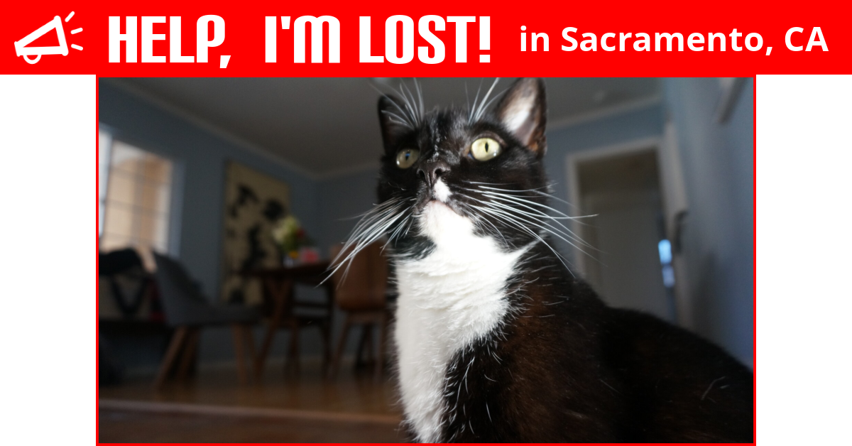 Lost Cat (Sacramento, California) - Ruby