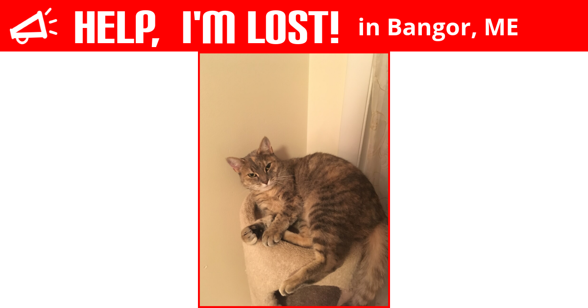 Lost Cat (Bangor, Maine) - Maizy