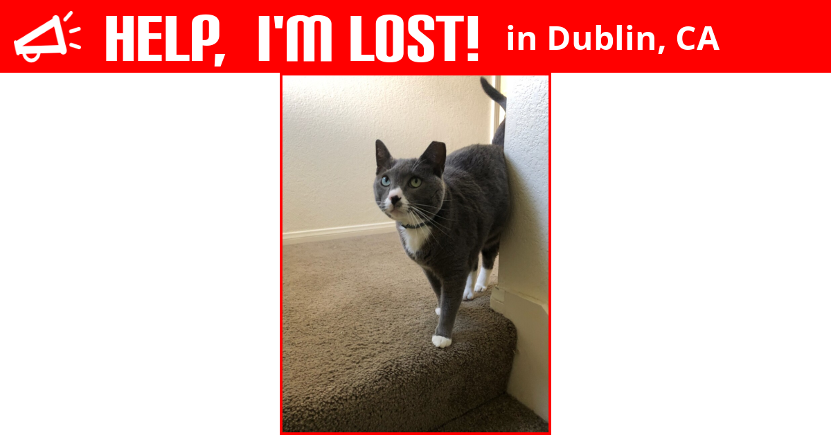 Lost Cat (Dublin, California) - Mister