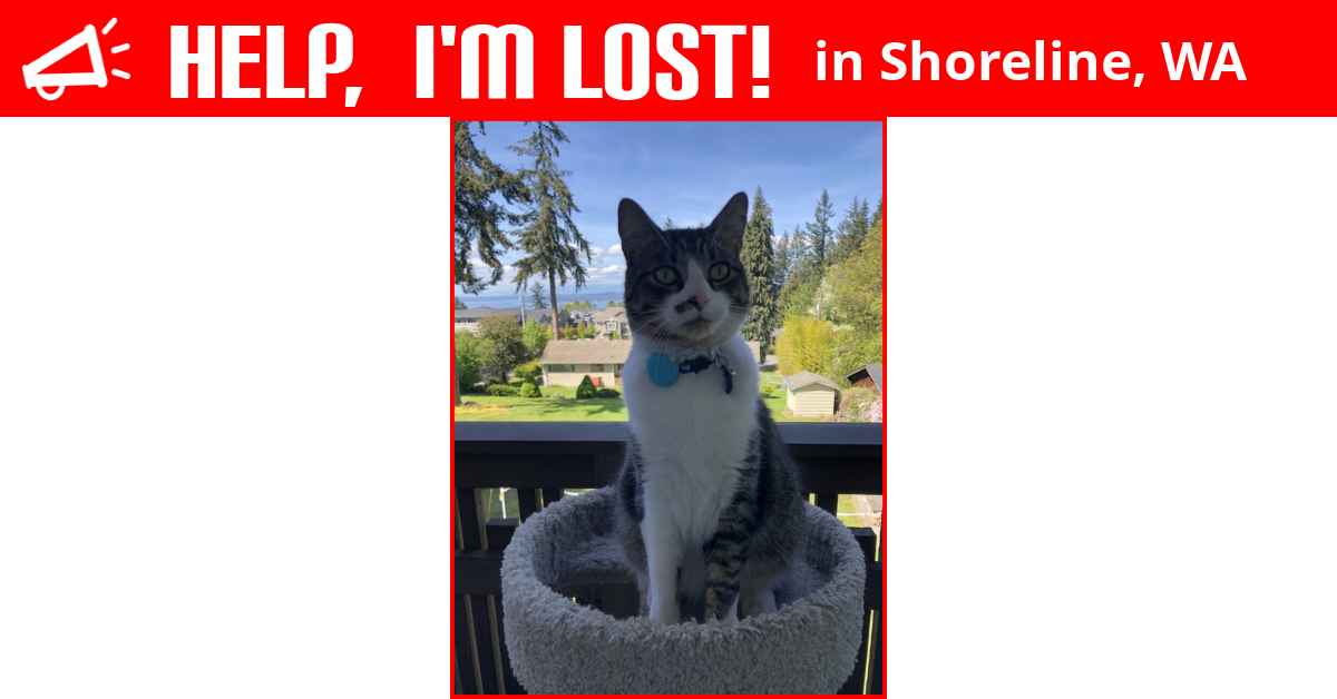 Lost Cat (Shoreline, Washington) - Jax