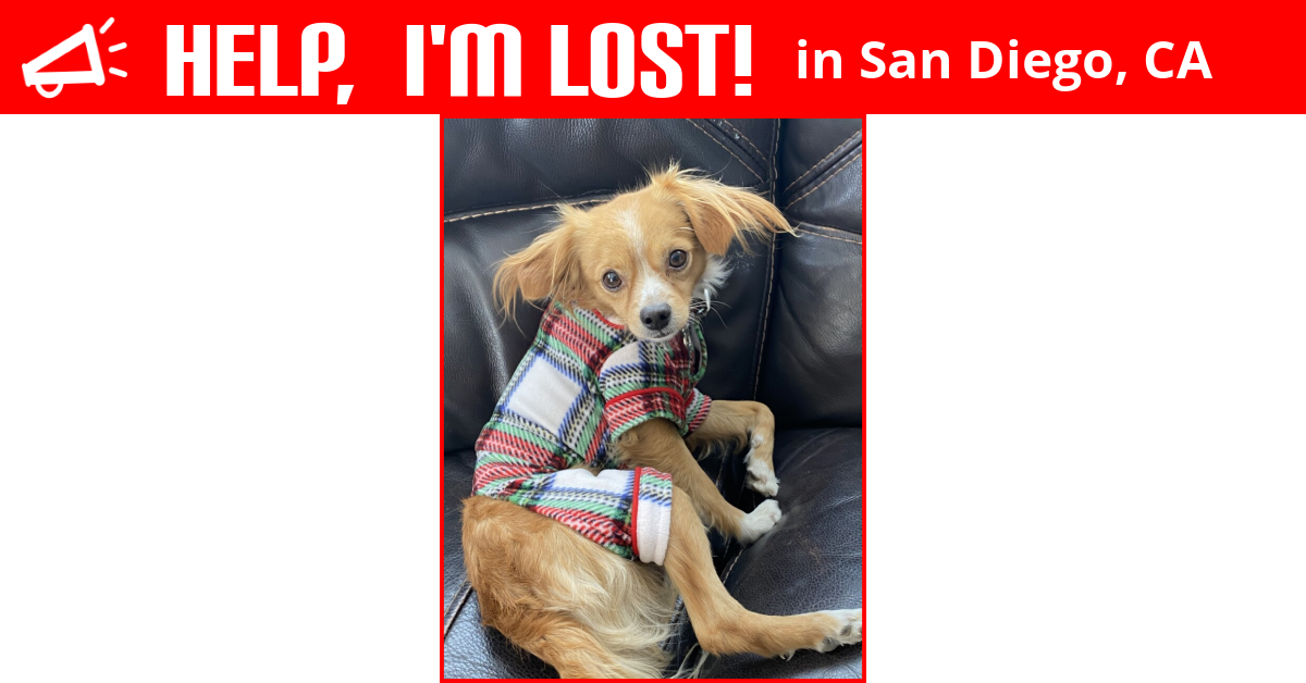 Lost Dog (San Diego, California) - Canelo