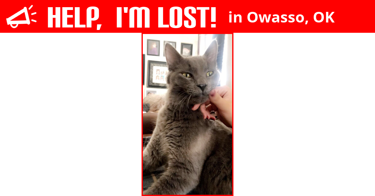 Lost Cat (Owasso, Oklahoma) - Finn