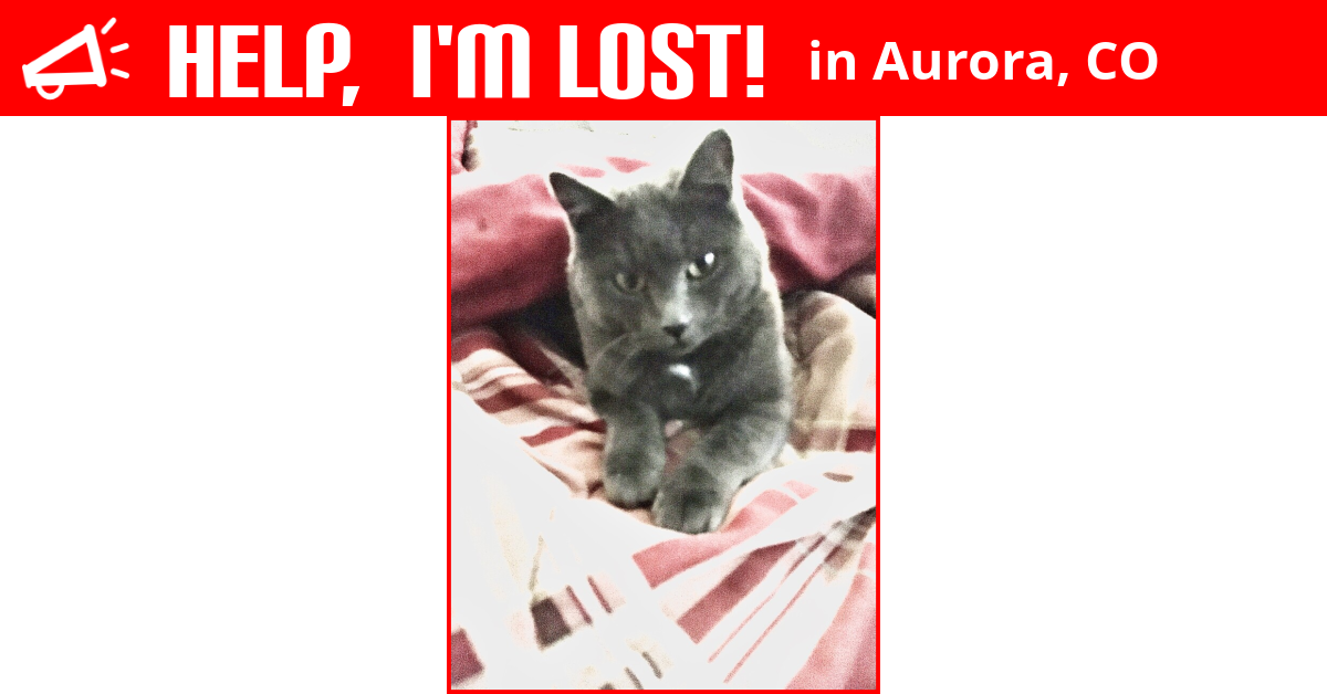 Lost Cat (Aurora, Colorado) - Izzi