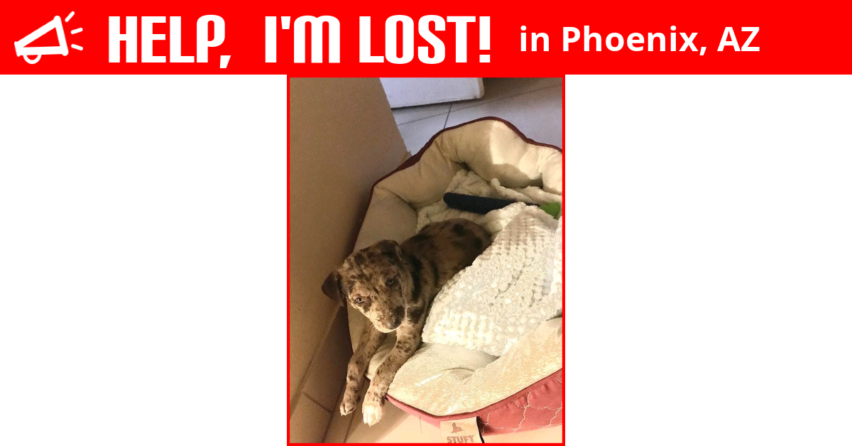 Lost Dog (Phoenix, Arizona) - Zazu