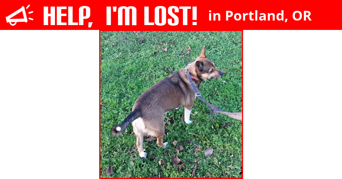 Lost Dog (Portland, Oregon) - Shia
