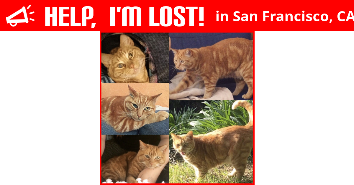 Lost Cat (San Francisco, California) - Gingerbread