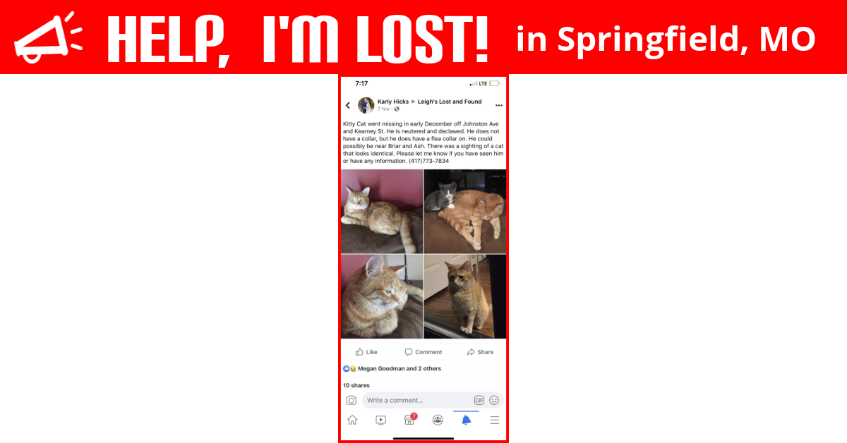 Lost Cat (Springfield, Missouri) - Kitty Cat