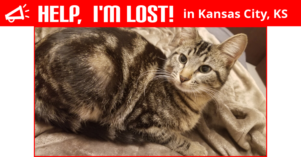 Lost Cat (Kansas City, Kansas) - Esmeralda