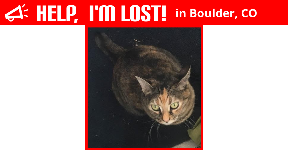 Lost Cat (Boulder, Colorado) - Stella