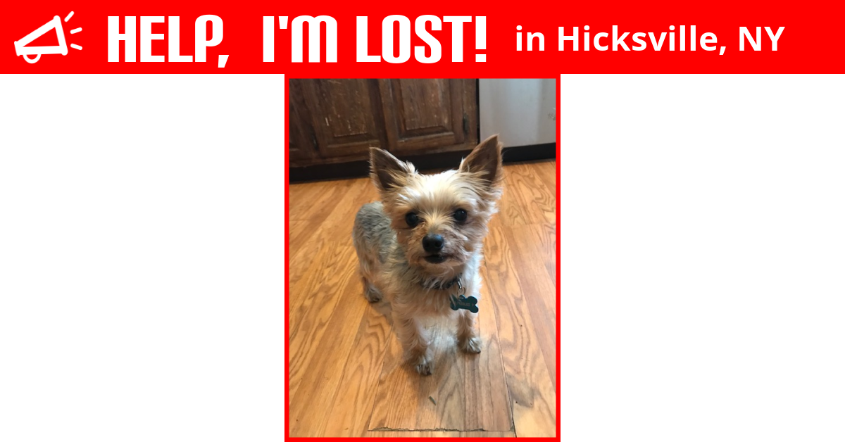 Lost Dog (Hicksville, New York) - Mr Pebbles
