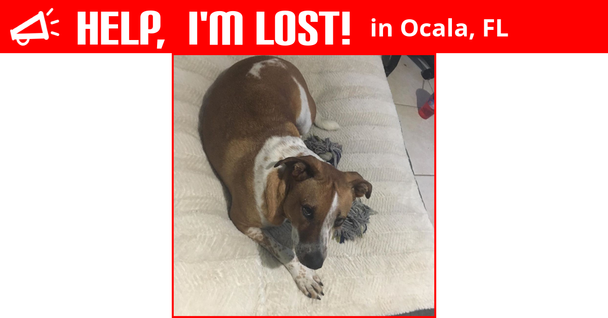 Lost Dog (Ocala, Florida) - Shadow