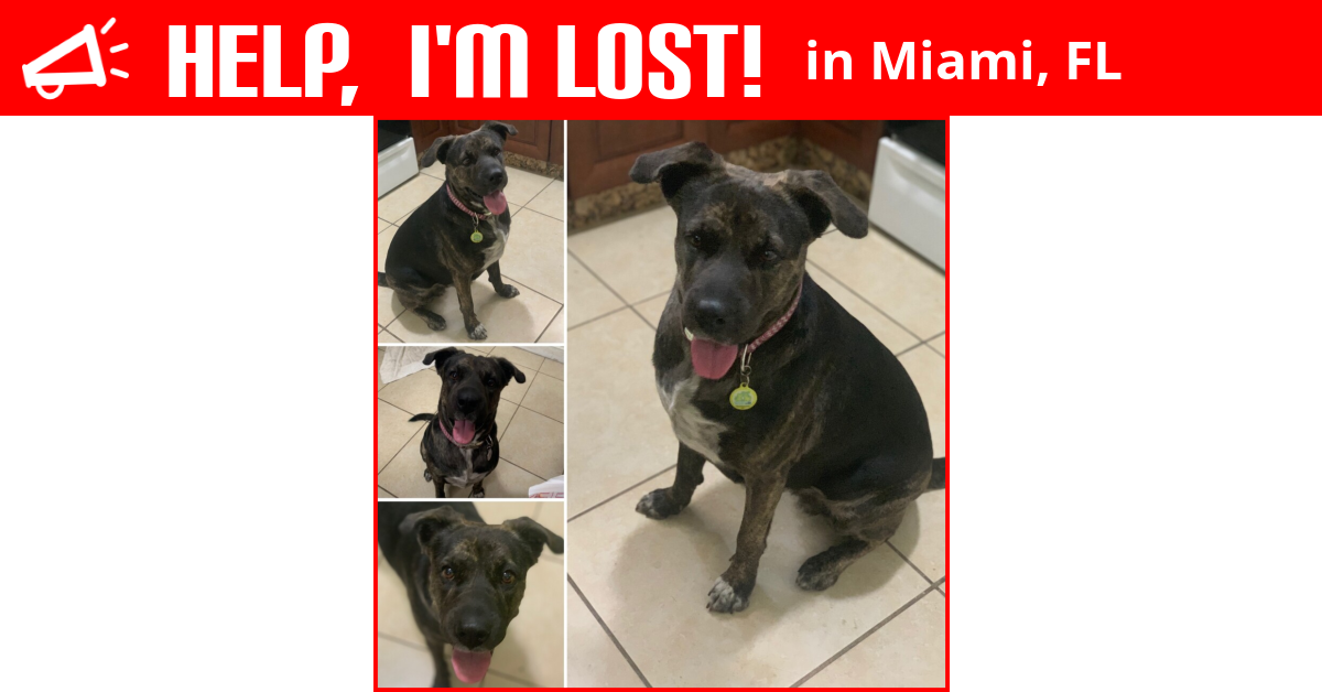 Lost Dog (Miami, Florida) - Mia