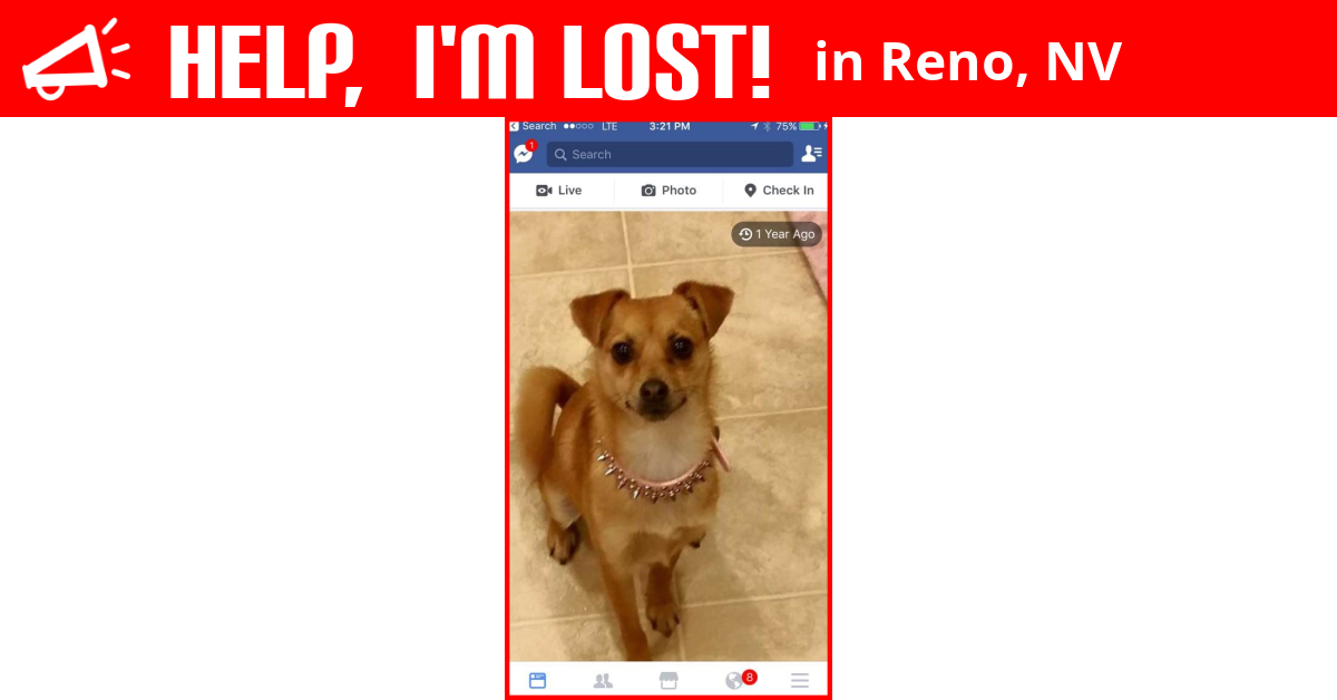 Lost Dog (Reno, Nevada) - Elsa