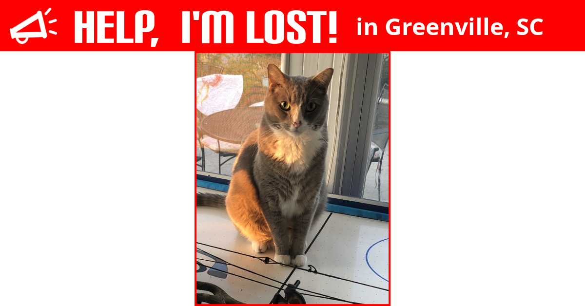Lost Cat (Greenville, South Carolina) - Rascal