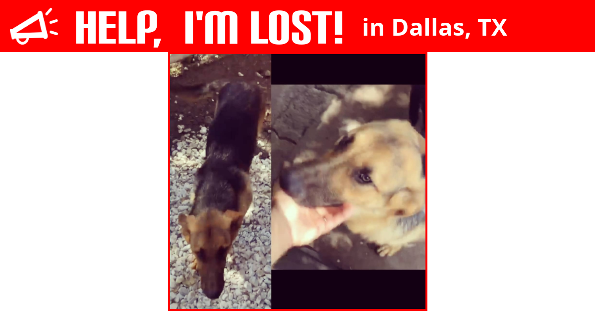 Lost Dog (Dallas, Texas) - Macho