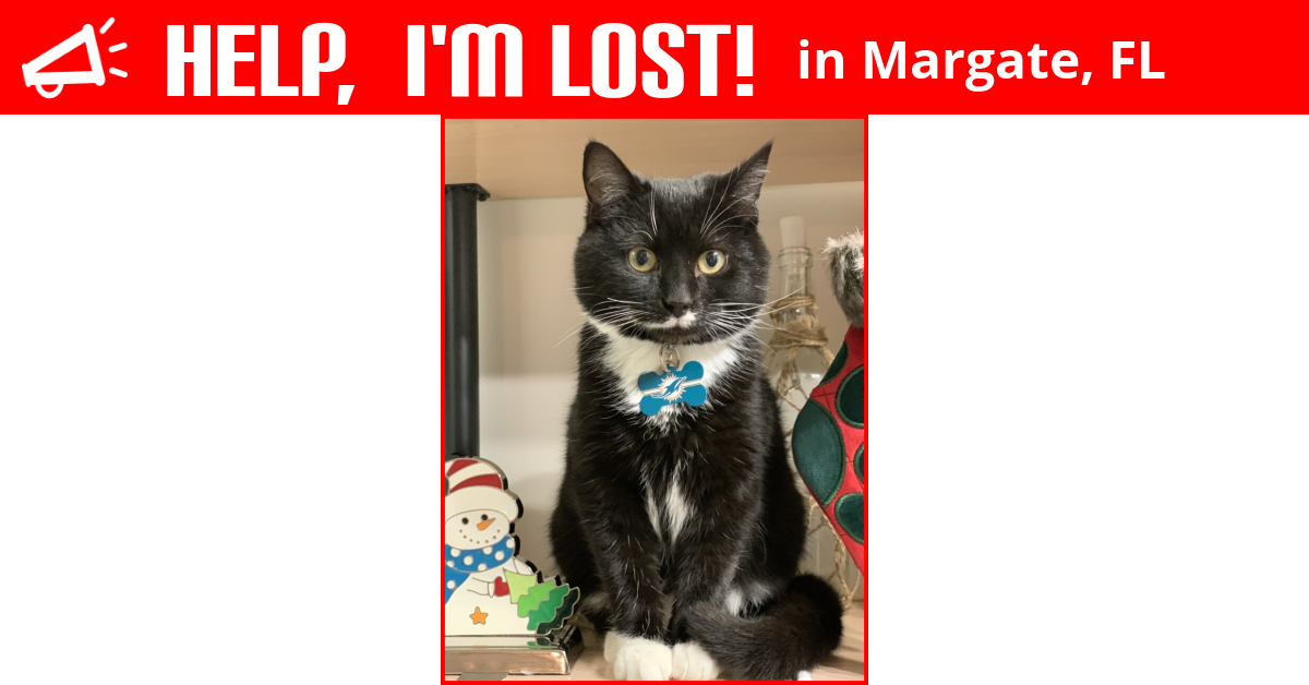 Lost Cat (Margate, Florida) - Moonlight