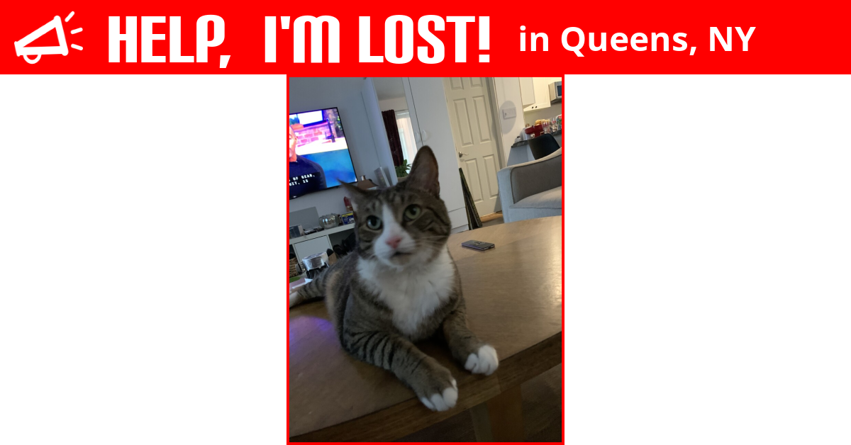 Lost Cat (Queens, New York) - Lucky