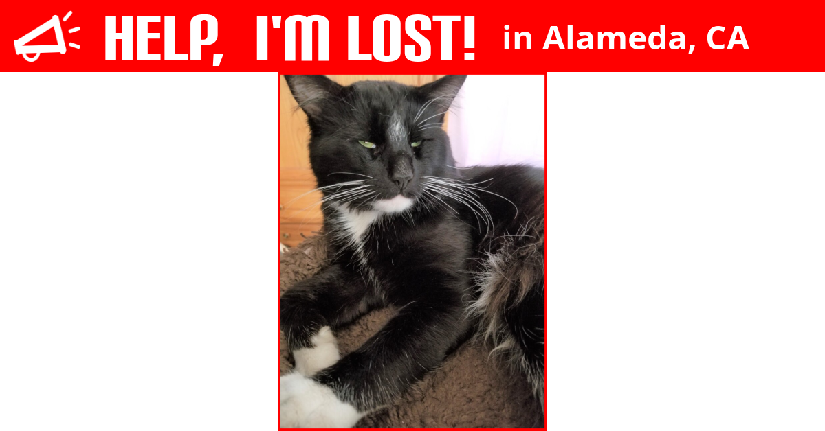 Lost Cat (Alameda, California) - Cholo