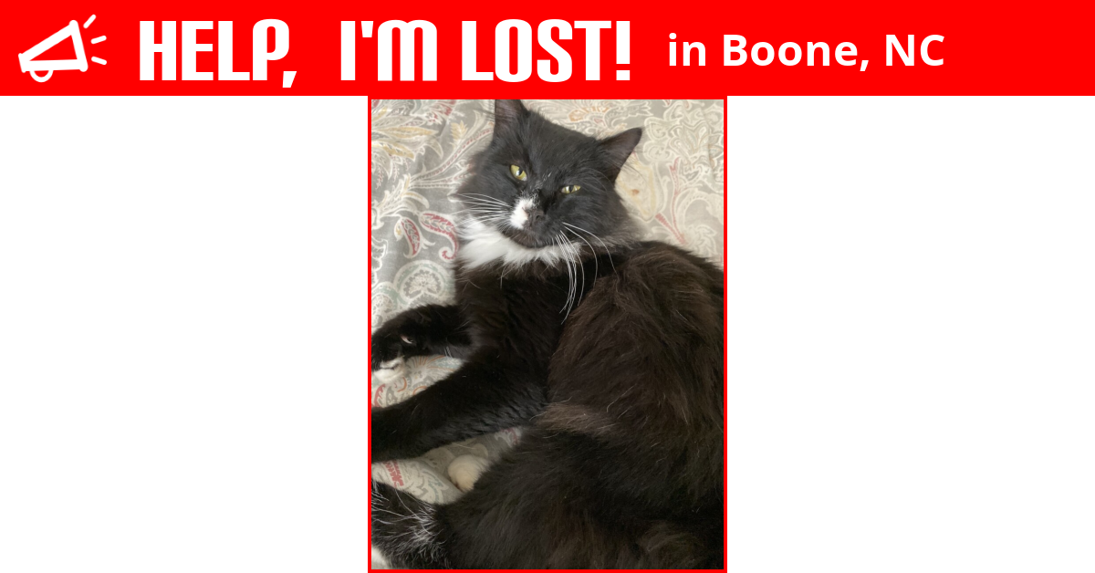Lost Cat (Boone, North Carolina) - Figaro