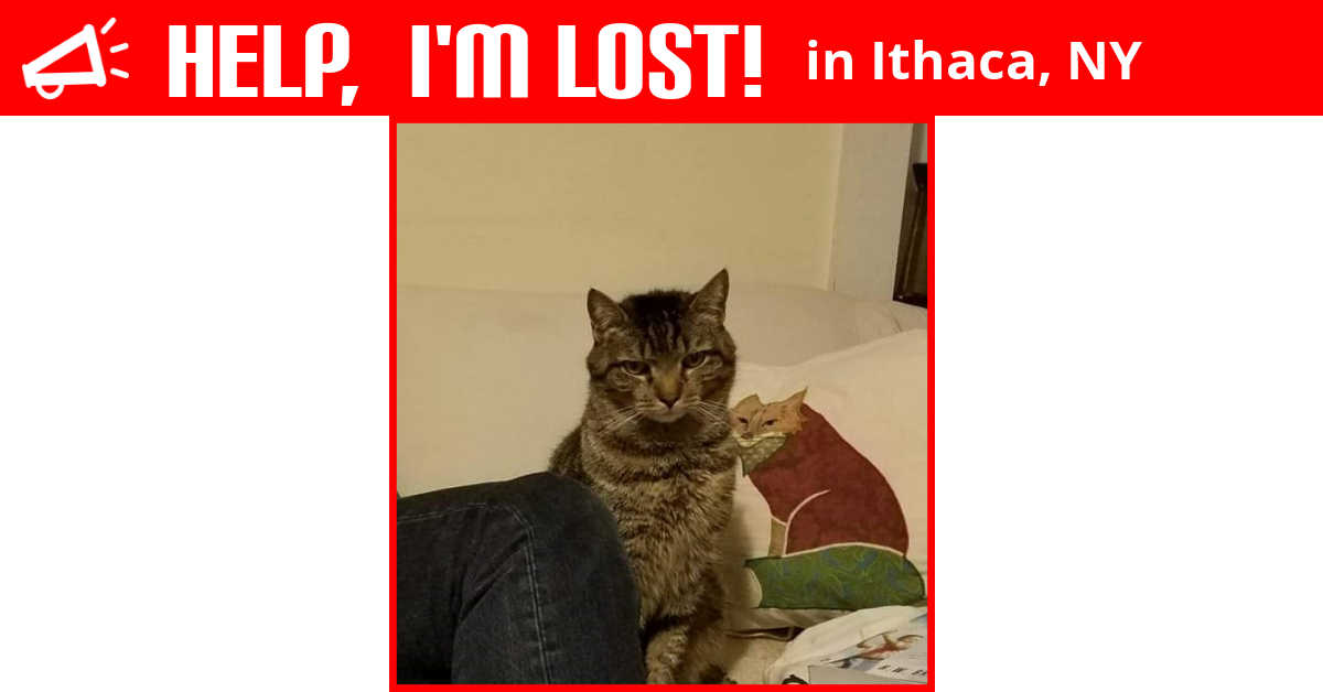 Lost Cat (Ithaca, New York) - Dexter
