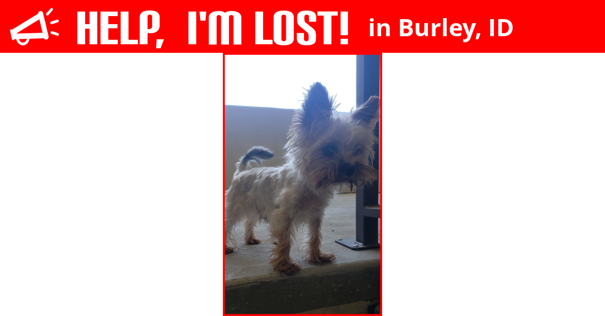 Lost Dog (Burley, Idaho) - Gizmo