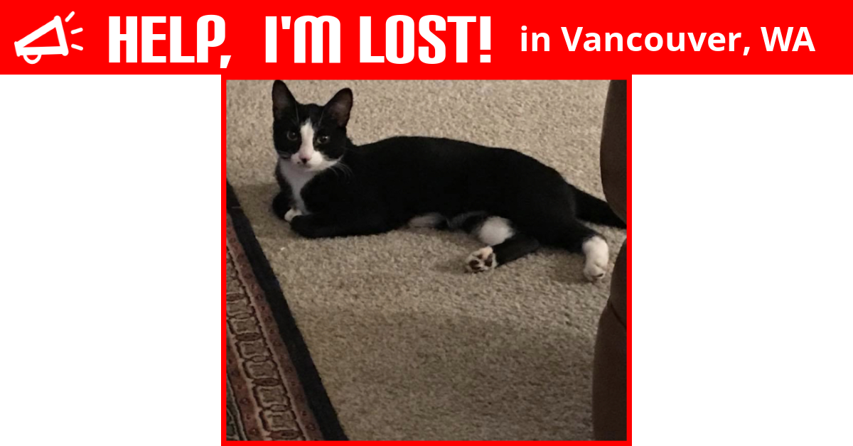 Lost Cat (Vancouver, Washington) - Oreo