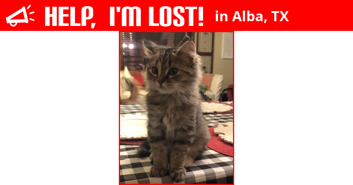Lost Cat (Alba, Texas) - Fuzzy