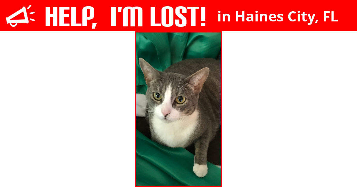 Lost Cat (Haines City, Florida) - Nile