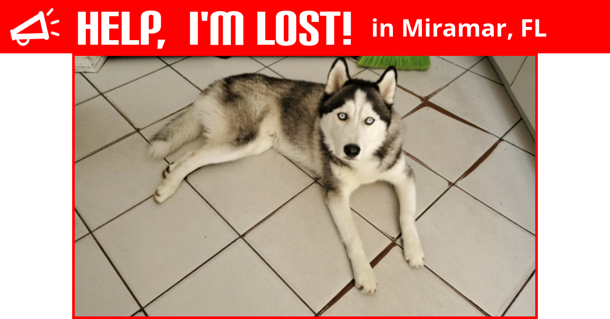 Lost Dog (Miramar, Florida) - Taz