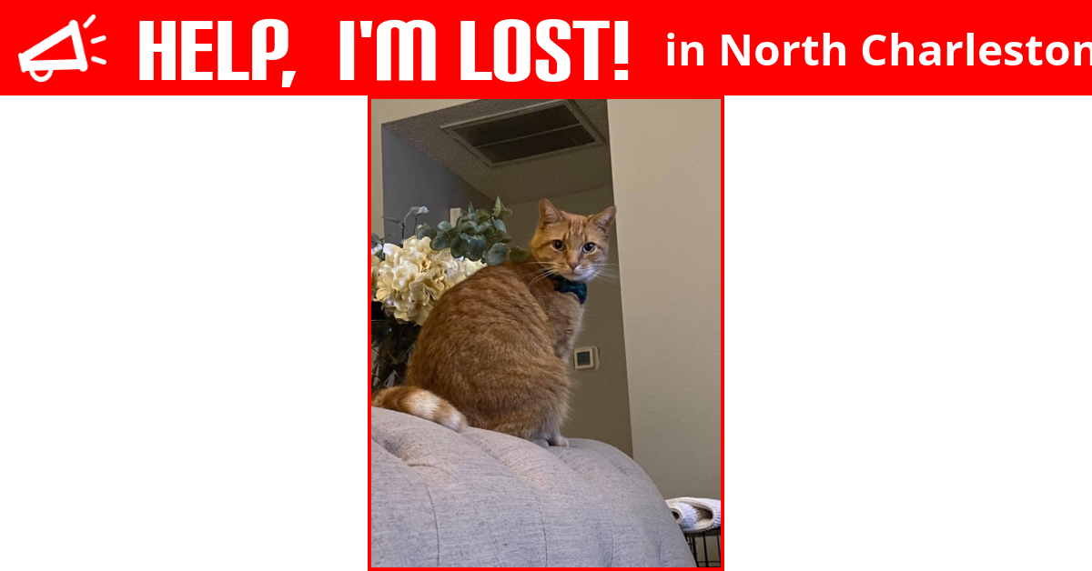 Lost Cat (North Charleston, South Carolina) - Archer