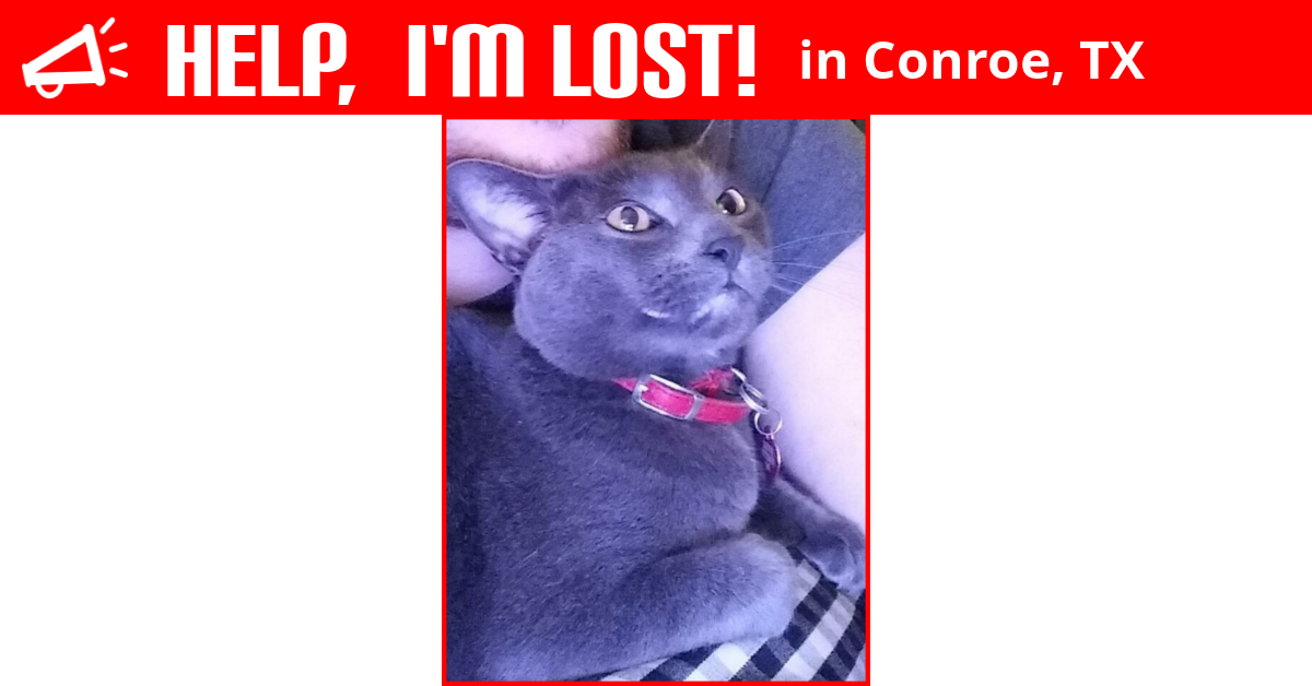 Lost Cat (Conroe, Texas) - Saxton