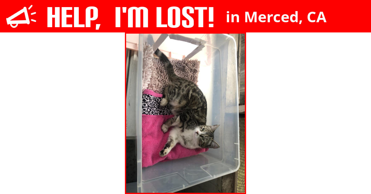 Lost Cat (Merced, California) - Toulouse