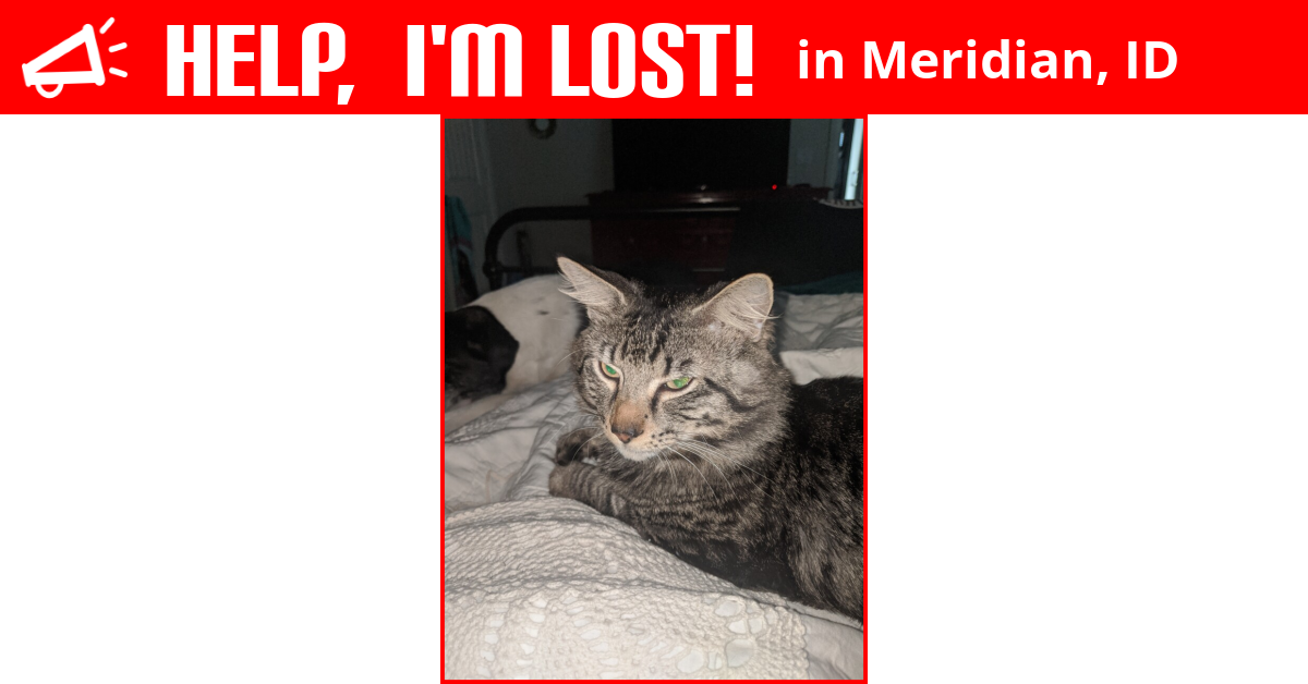 Lost Cat (Meridian, Idaho) - Mr Noodles