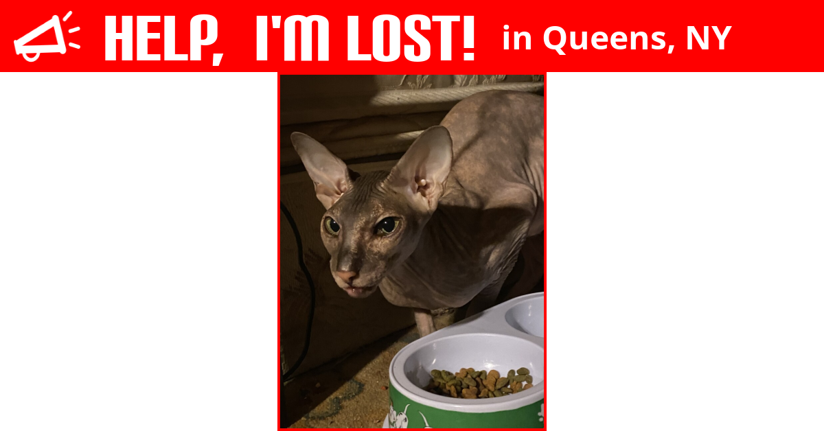 Lost Cat (Queens, New York) - Bondi