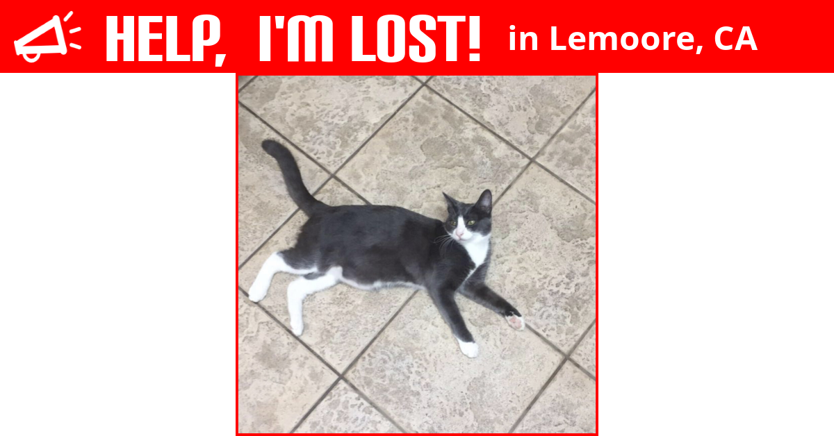 Lost Cat (Lemoore, California) - Tom