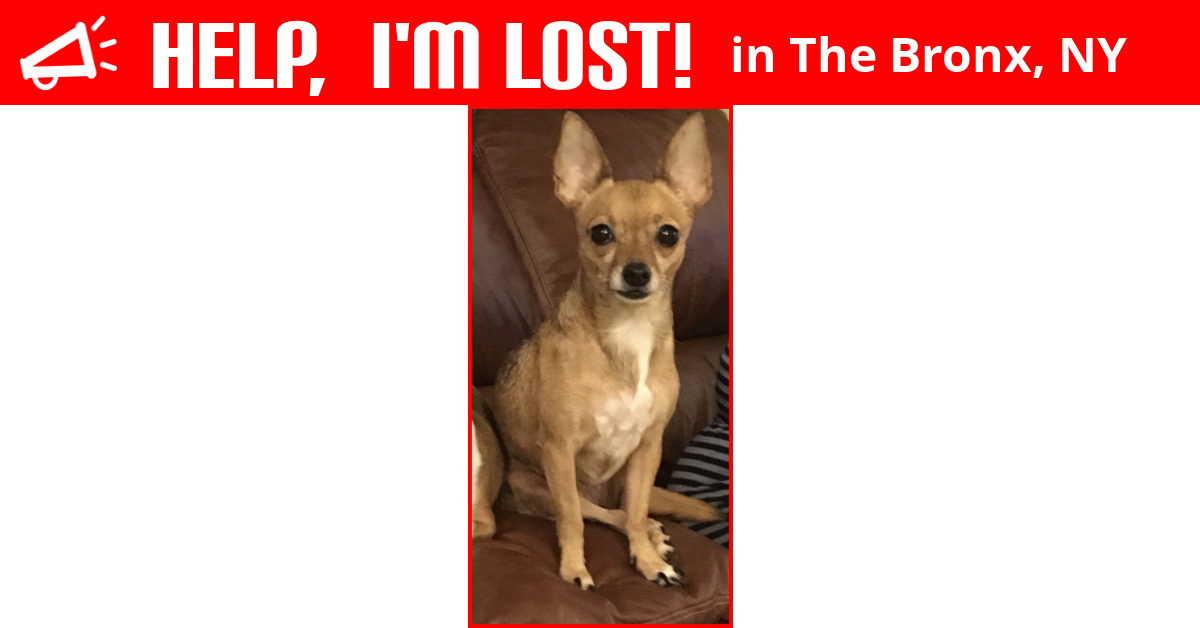 Lost Dog (The Bronx, New York) - Zena
