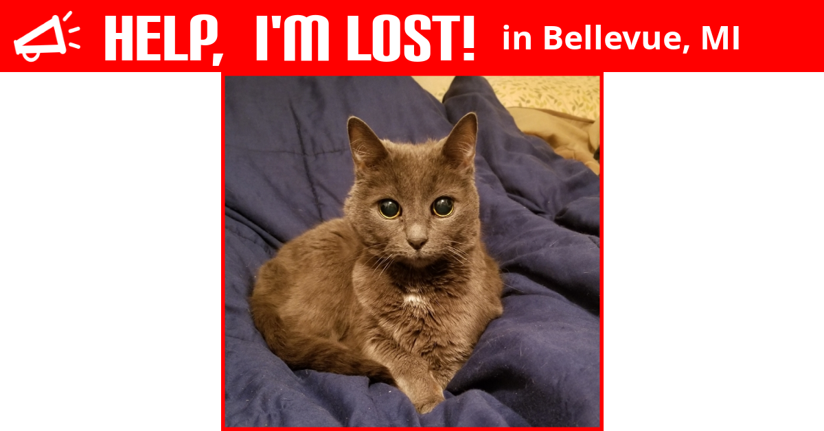 Lost Cat (Bellevue, Michigan) - Baby