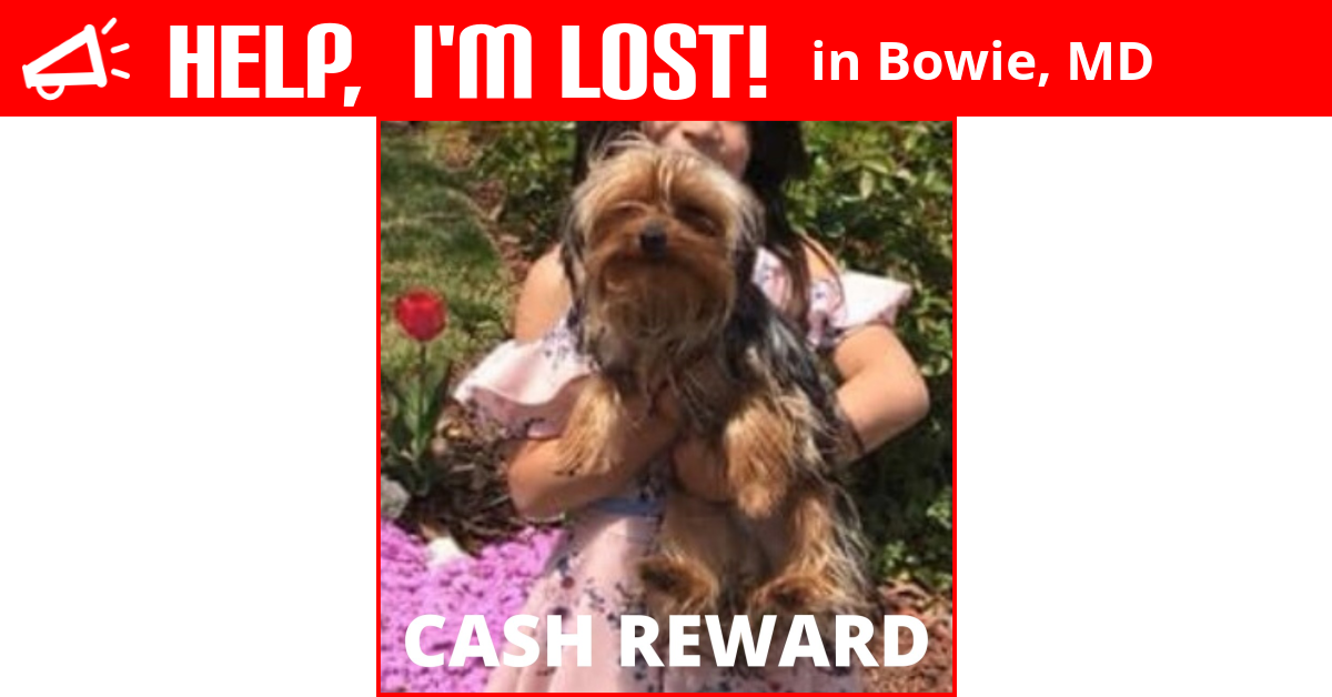 Lost Dog (Bowie, Maryland) - Rocky