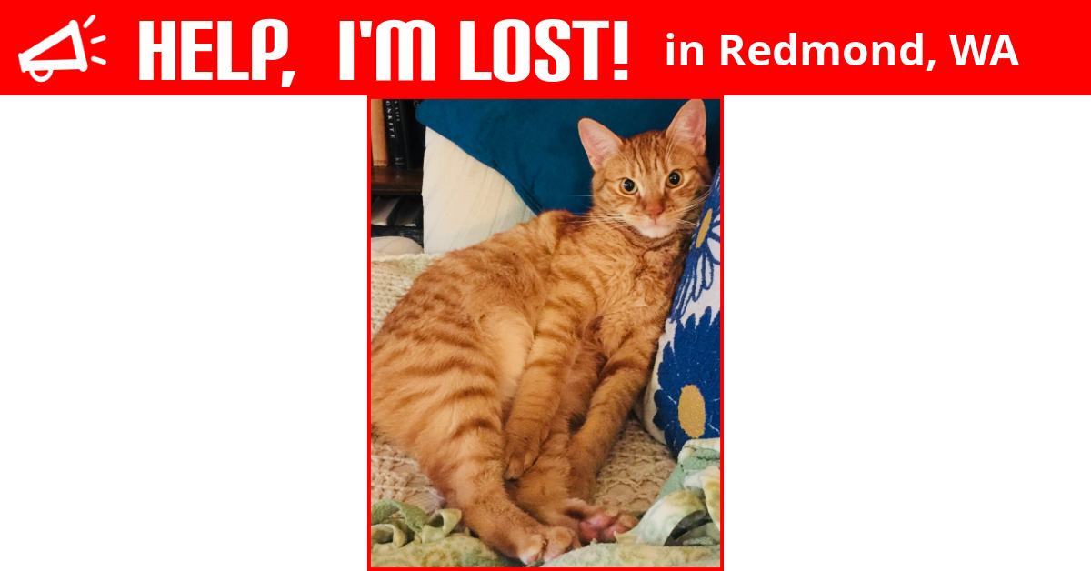 Lost Cat (Redmond, Washington) - Cheeto