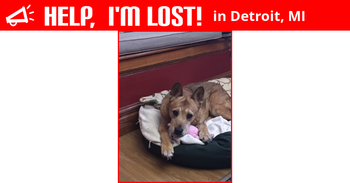 Lost Dog (Detroit, Michigan) - Foxxy