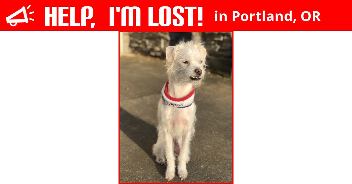 Lost Dog (Portland, Oregon) - Bonzai