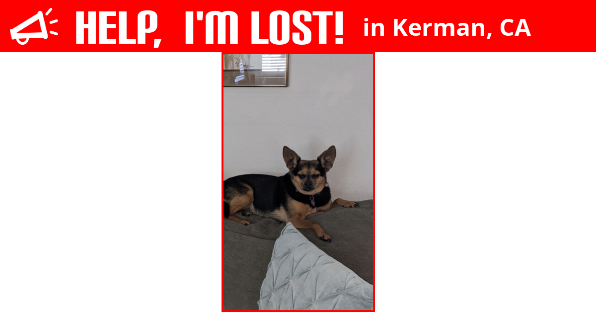 Lost Dog (Kerman, California) - Cinderelli