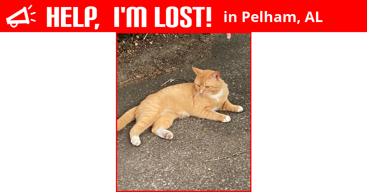 Lost Cat (Pelham, Alabama) - Cheeto