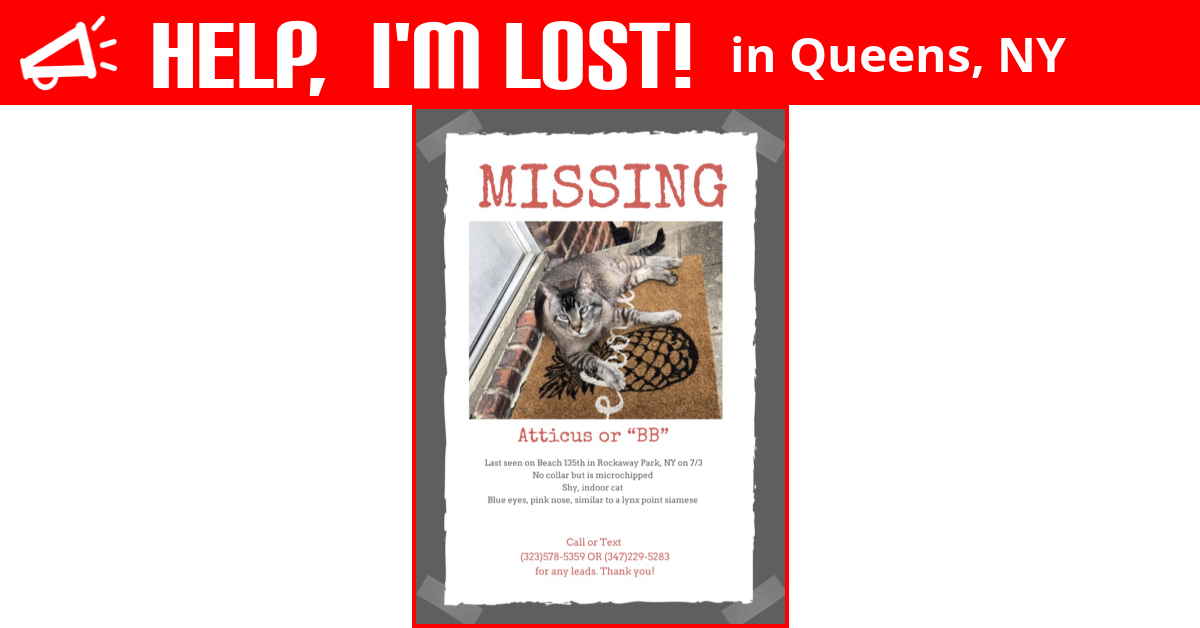 Lost Cat (Queens, New York) - Atticus